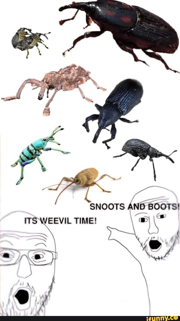 Weevil memes. Best Collection of funny Weevil pictures on iFunny