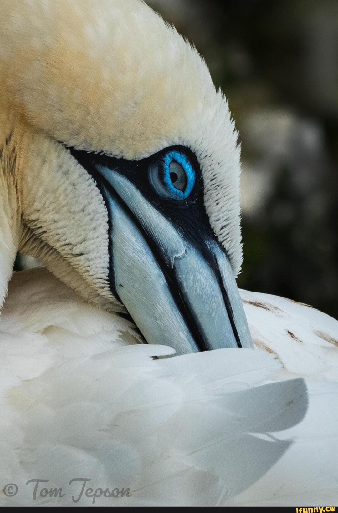 Rspb memes. Best Collection of funny Rspb pictures on iFunny