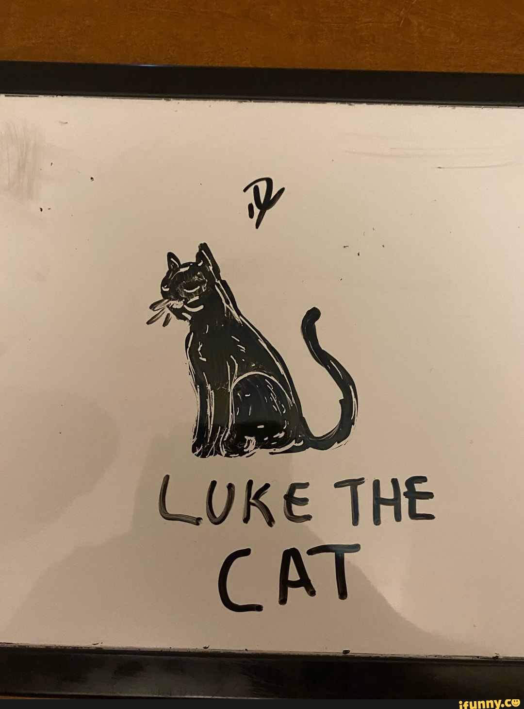 LUKE THE CAT - iFunny