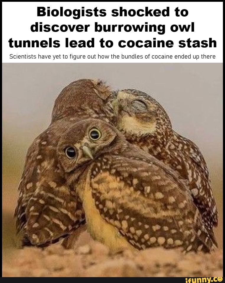 Owl Meme Drugs