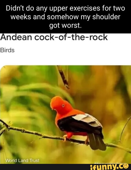 Didn't do any upper exercises for two weeks and somehow my shoulder got ...