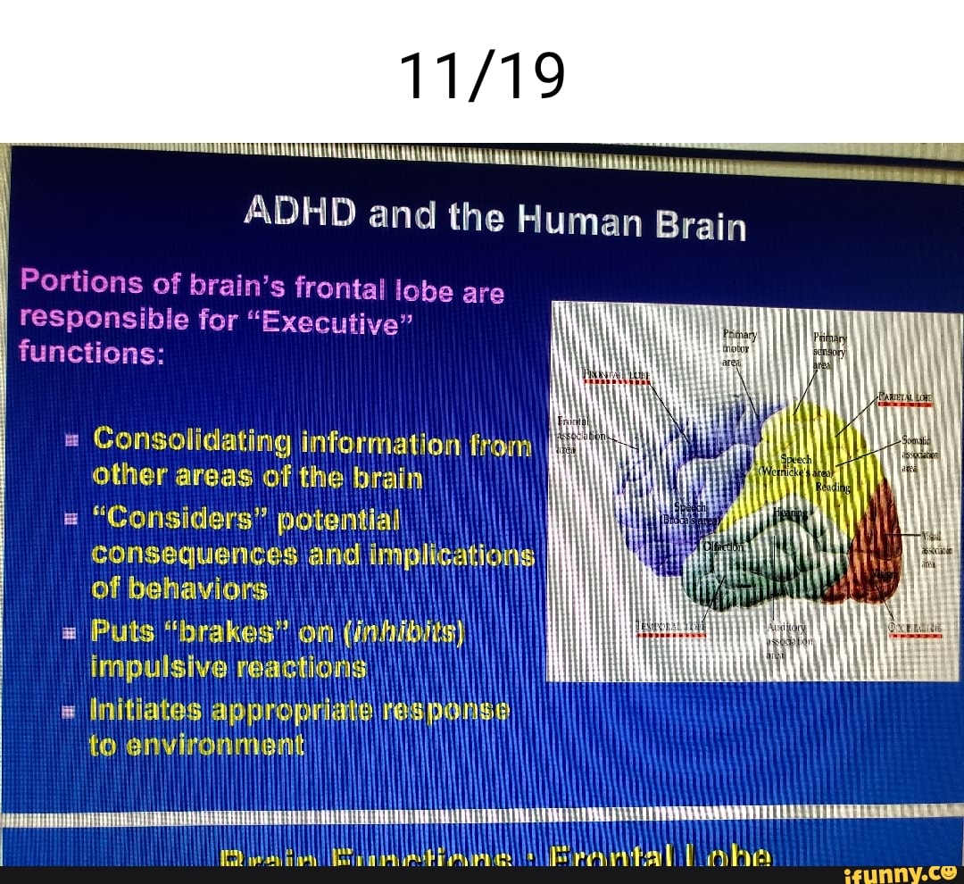 ADHD and the Human Brain Portions of brain's frontal lobe are ...