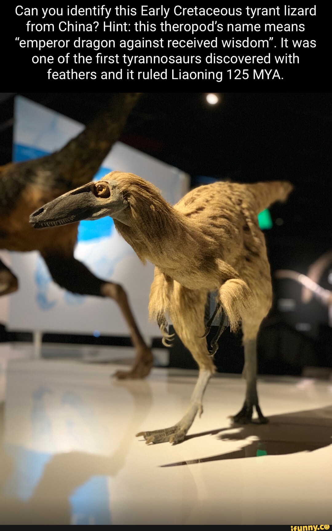 Tyrannosaurs memes. Best Collection of funny Tyrannosaurs pictures on ...