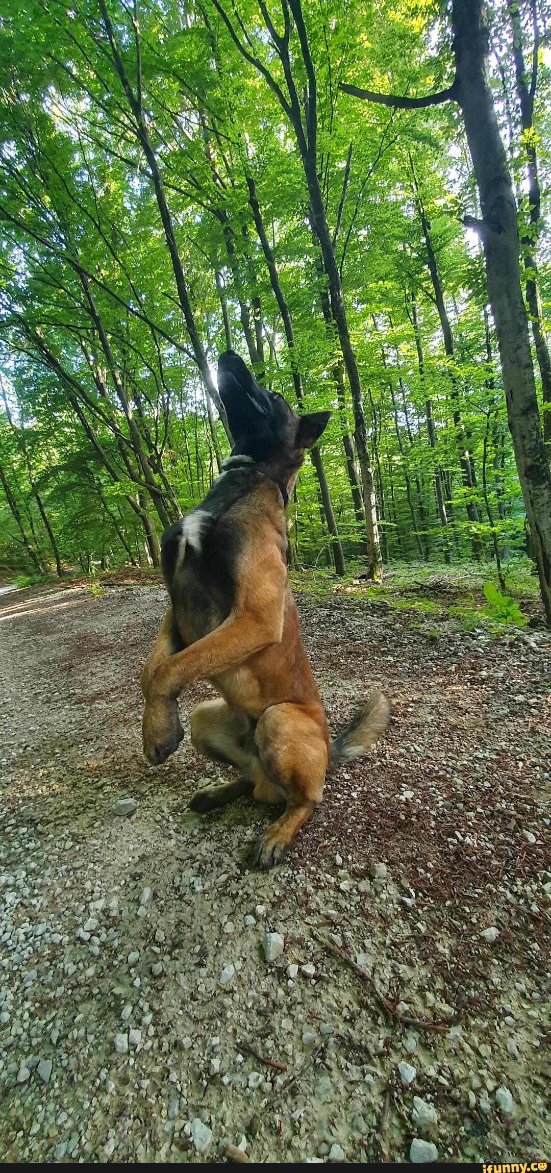 Belgian_malinois memes. Best Collection of funny Belgian_malinois ...