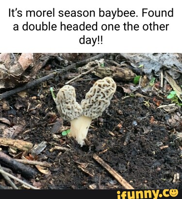It's morel season baybee. Found a double headed one the other - iFunny