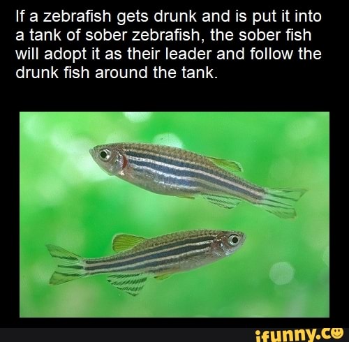 Zebrafish memes. Best Collection of funny Zebrafish pictures on iFunny
