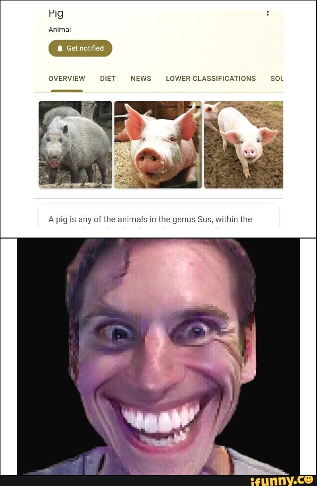 Pig Animal Get notified OVERVIEW DIET NEWS LOWERCLASSIFICATIONS SOL A ...