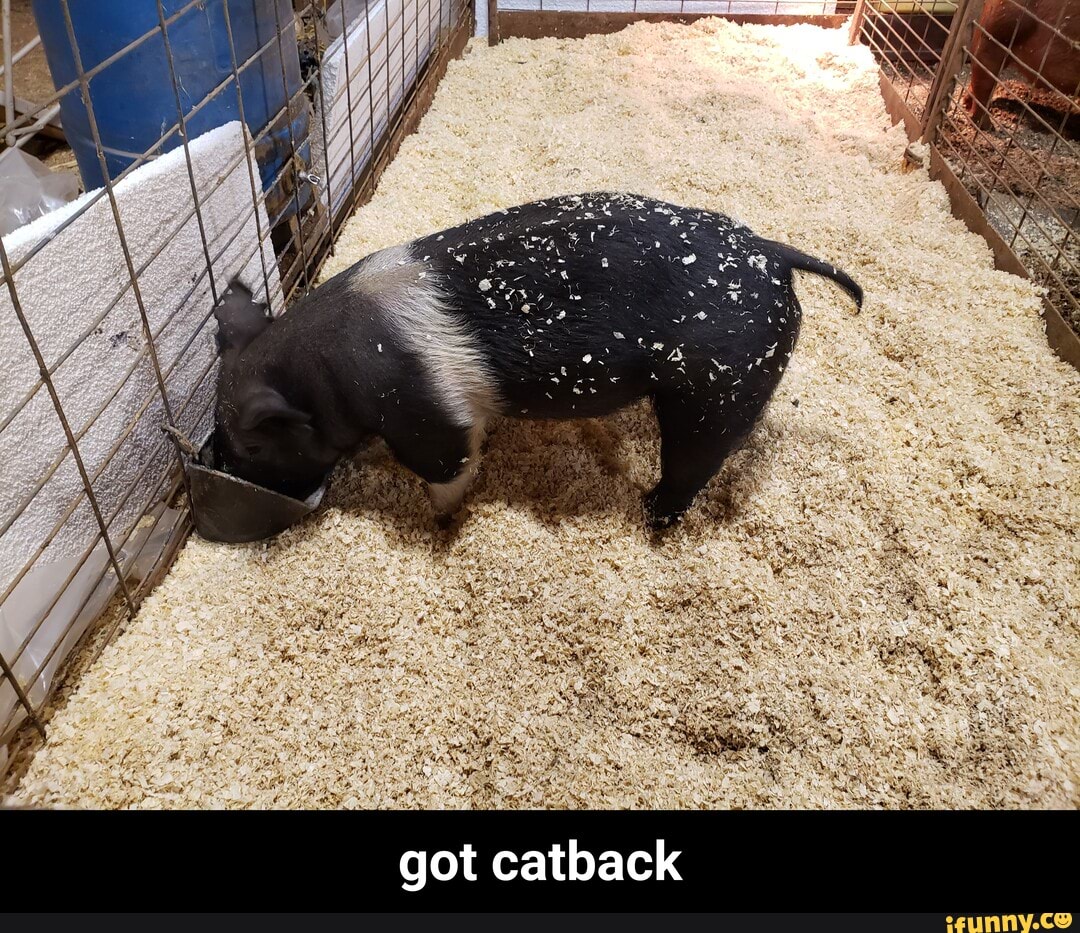 Catback memes. Best Collection of funny Catback pictures on iFunny