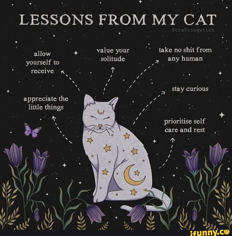 LESSONS FROM MY CAT allow + value your take no shit from yourself to ...