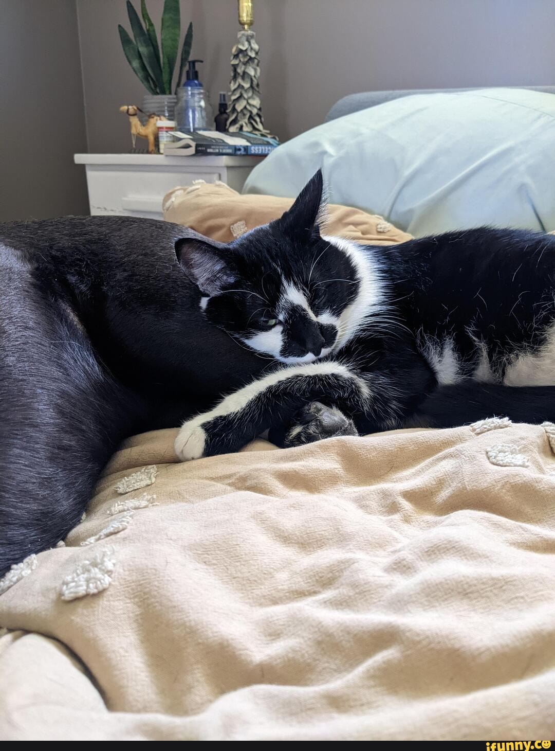 Bingley memes. Best Collection of funny Bingley pictures on iFunny