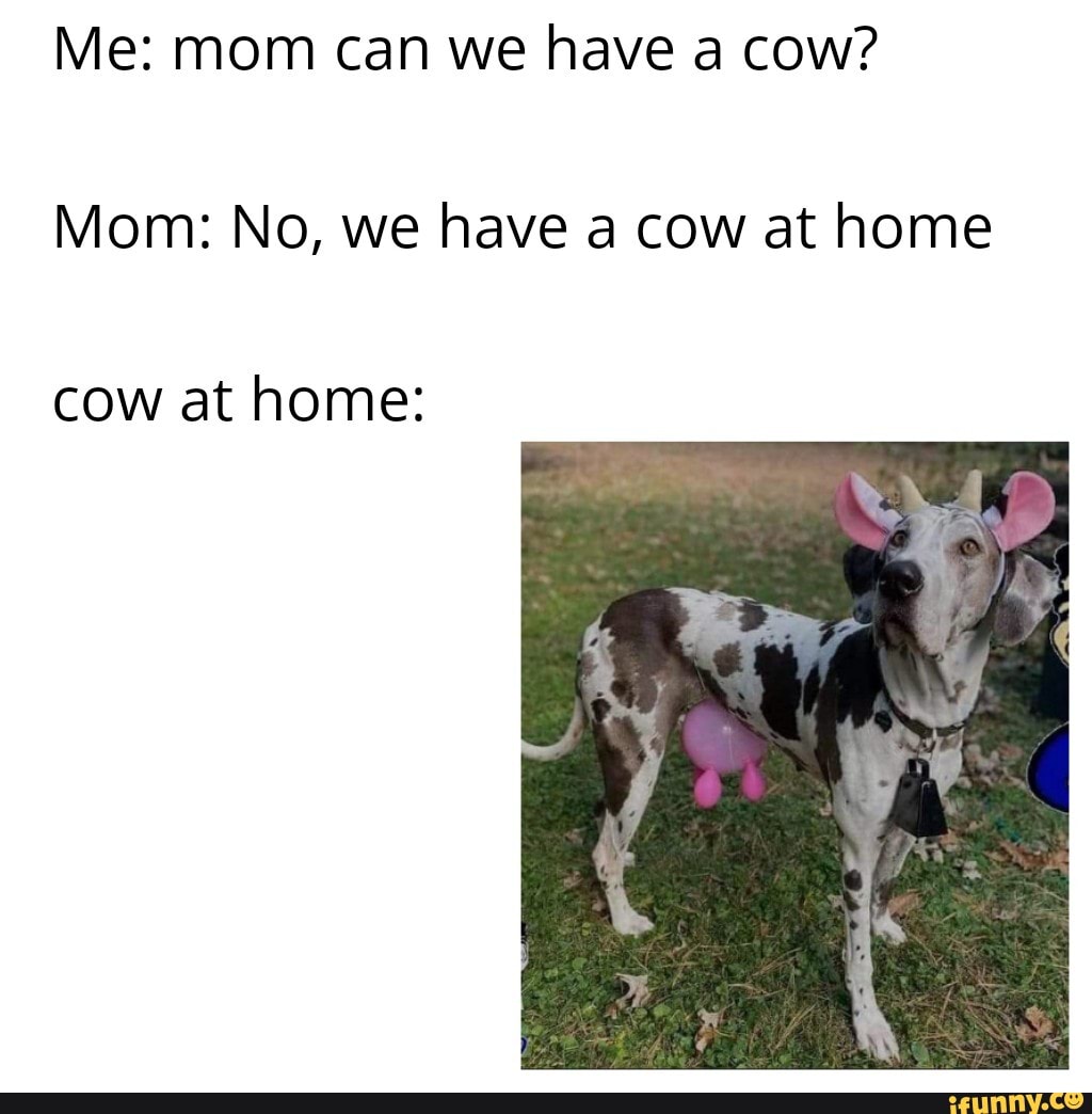 Mooooo memes. Best Collection of funny Mooooo pictures on iFunny