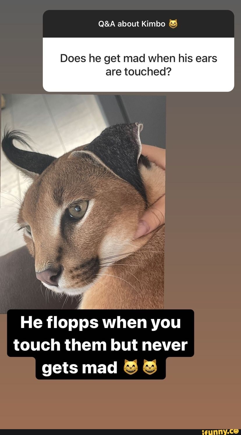 Flopps memes. Best Collection of funny Flopps pictures on iFunny