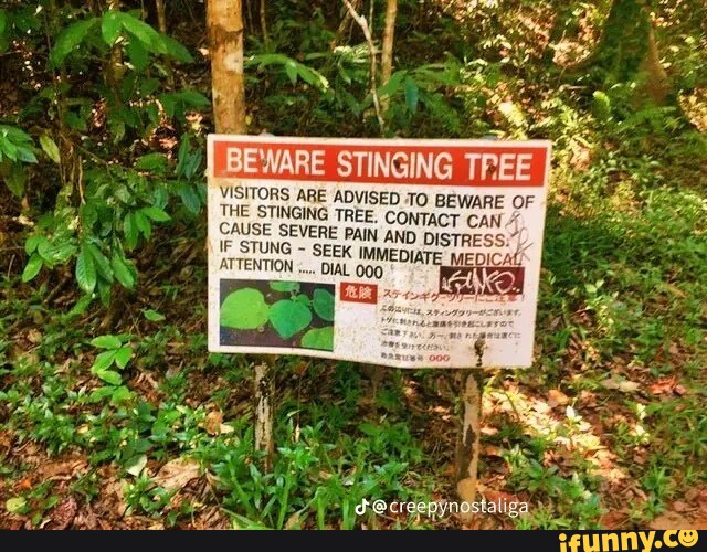 BEWARE STINGING TREE VISITORS ARE ADVISED TO BEWARE OF THE STINGING ...