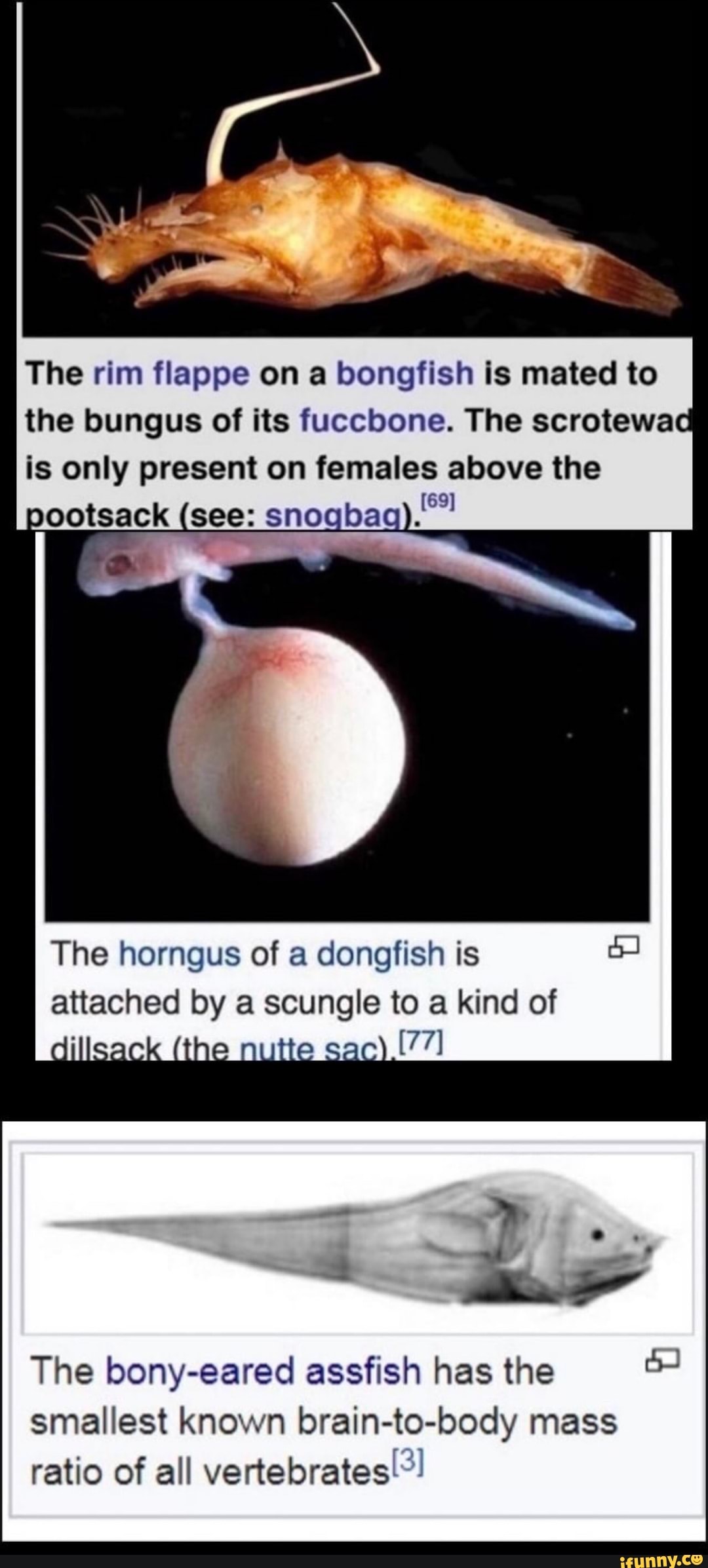 The rim flappe on a bongfish is mated to the bungus of its fuccbone ...