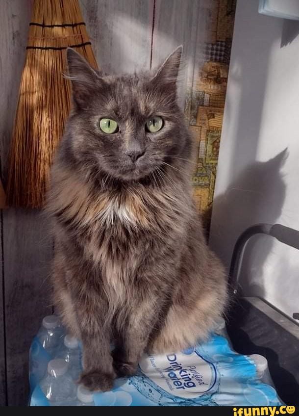 Tortoiseshell_cat memes. Best Collection of funny Tortoiseshell_cat ...