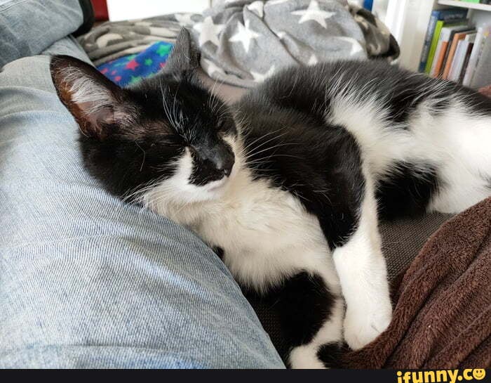 Sleepy_cat memes. Best Collection of funny Sleepy_cat pictures on iFunny