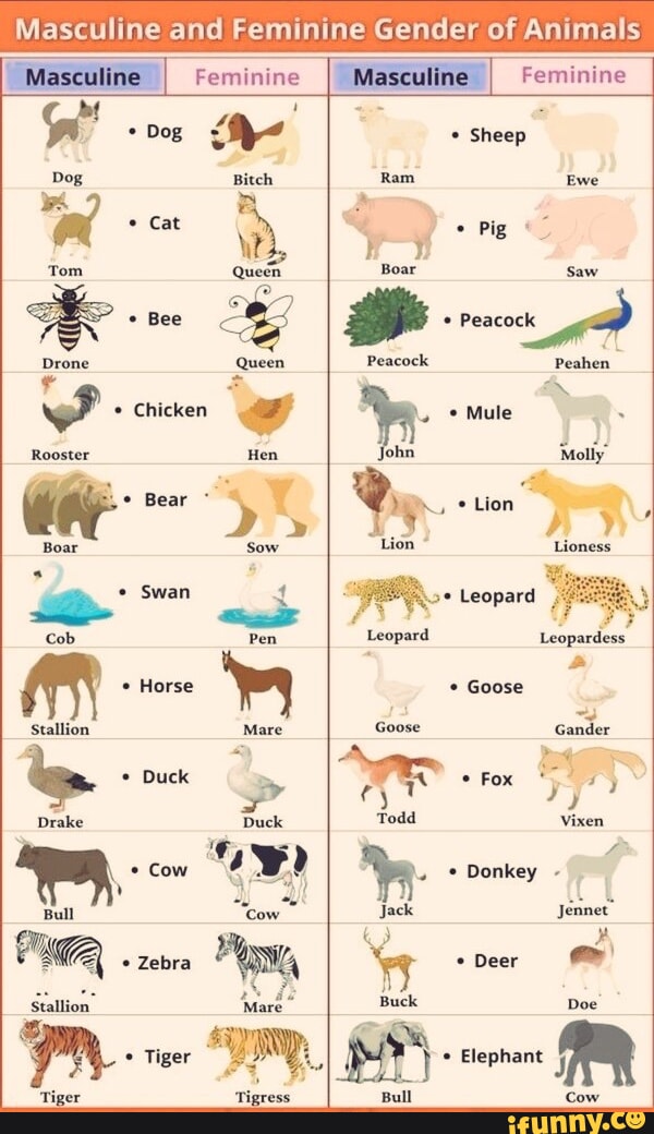 Masculine and Feminine Gender of Animals Feminine Masculine I Feminine ...