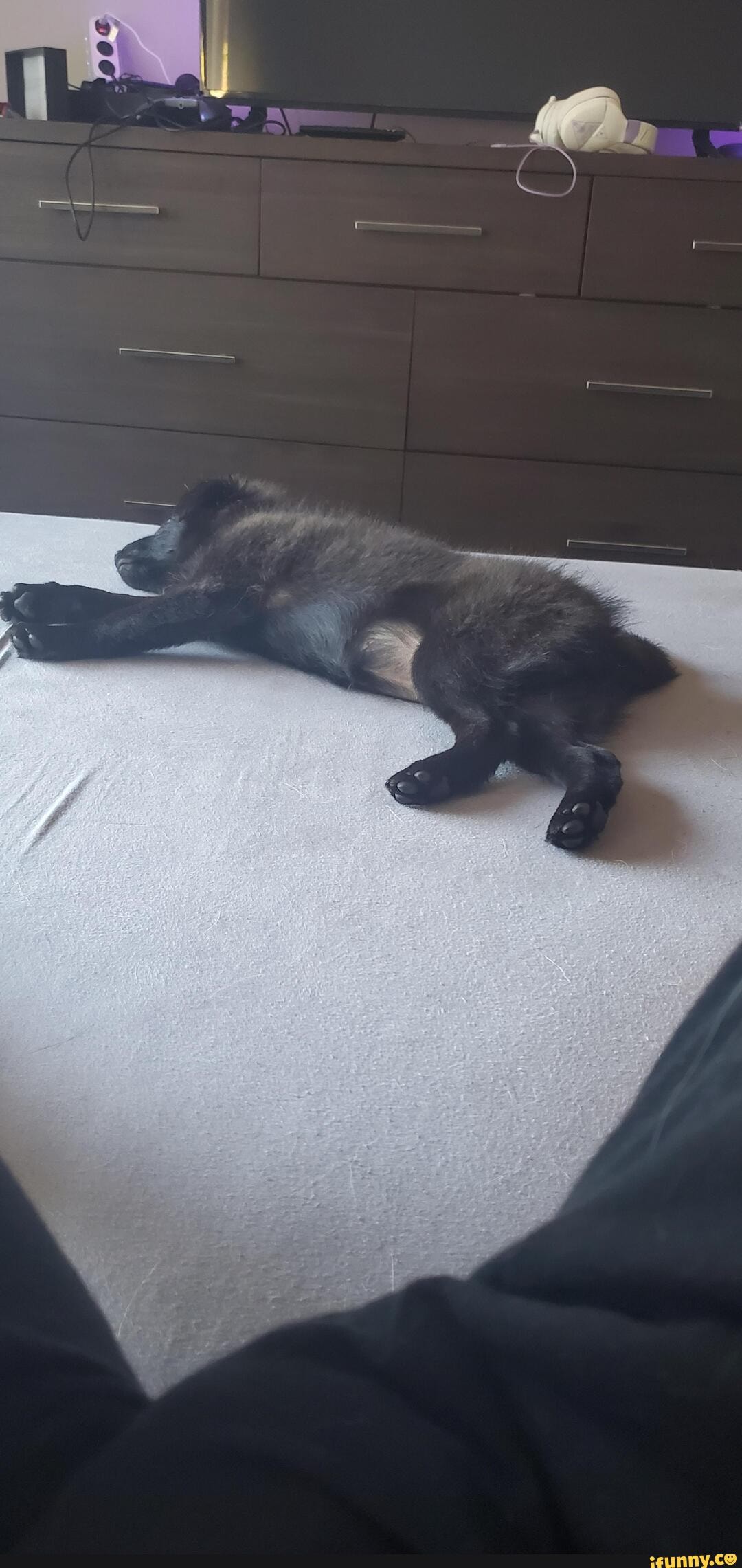 Emotional_support_animal memes. Best Collection of funny Emotional ...