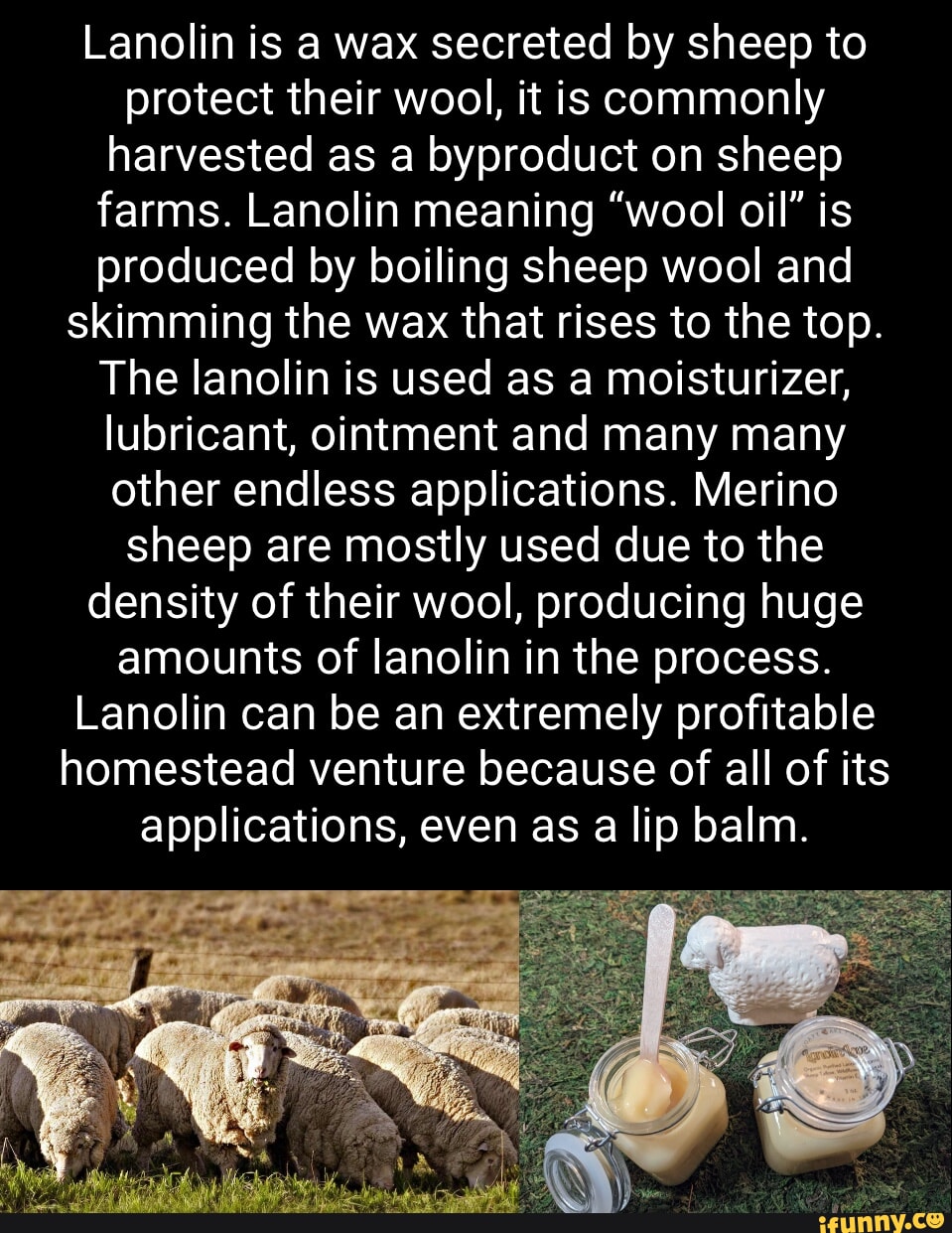 Lanolin is a wax secreted by sheep to protect their wool, it is ...