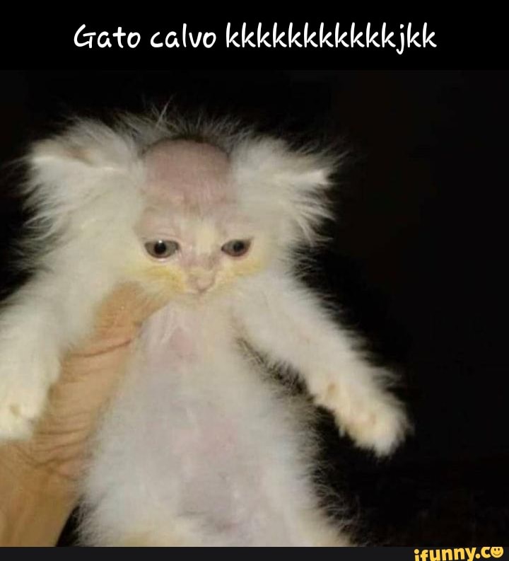Gato calvo lklelelelelelelelelele - iFunny