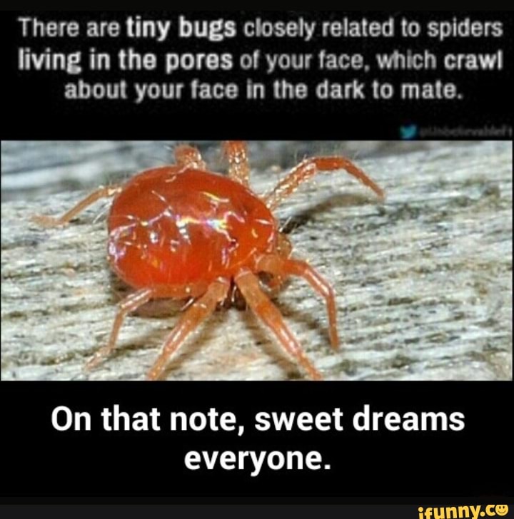 There are tiny bugs closely related to spiders living in the pores of ...