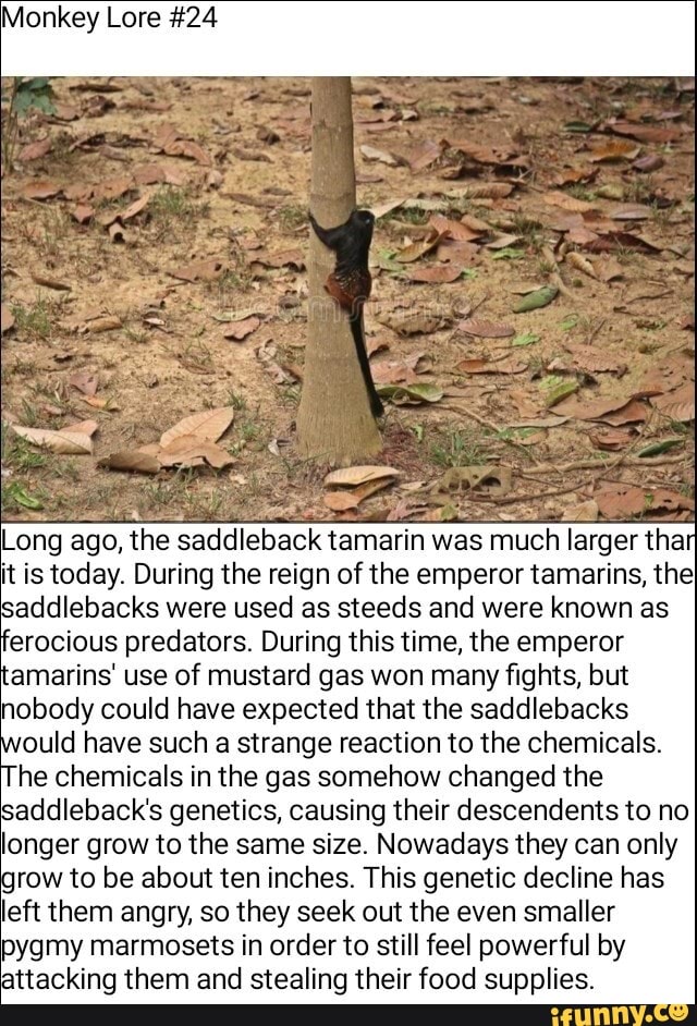 Tamarin memes. Best Collection of funny Tamarin pictures on iFunny