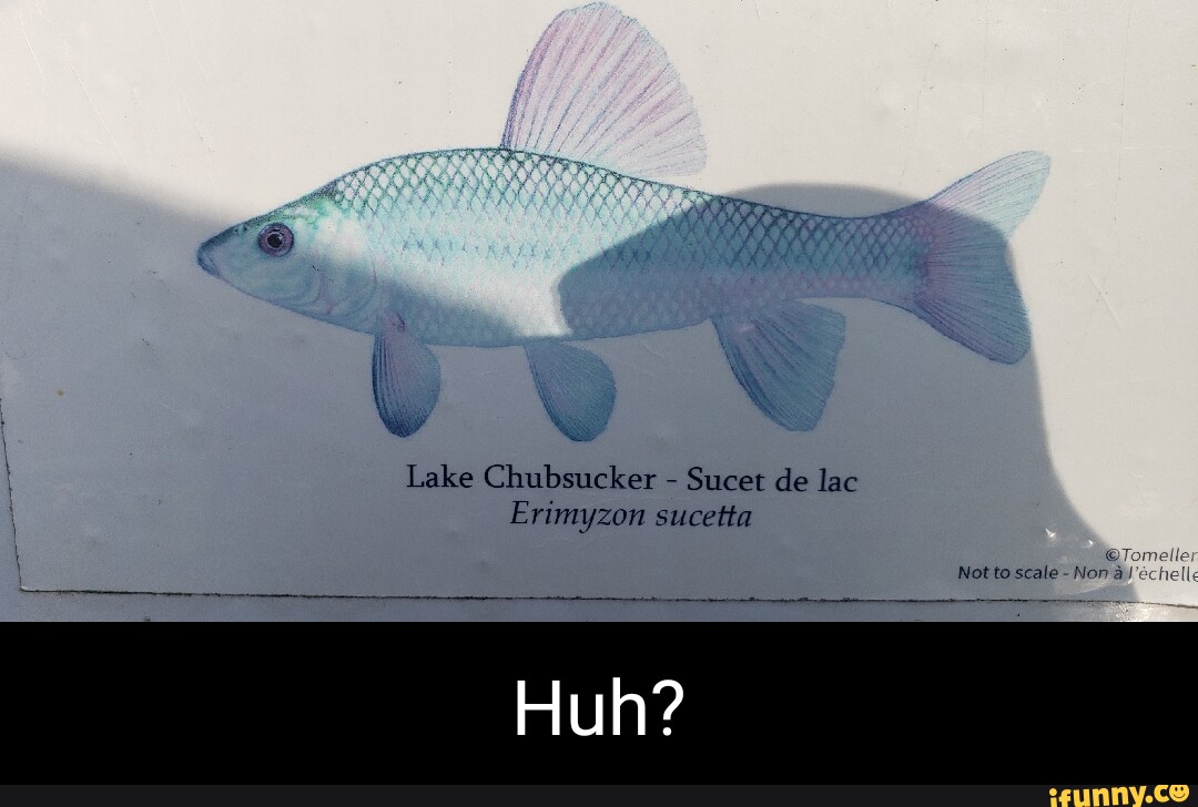 Lake Chubsucker - Sucet de lac Erimyzon sucetta 'er Not to scale - Non ...