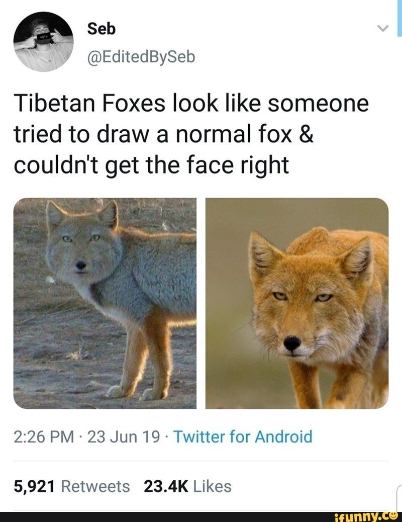 Tibetan Foxes look like someone tried to draw a normal fox & couldn't ...