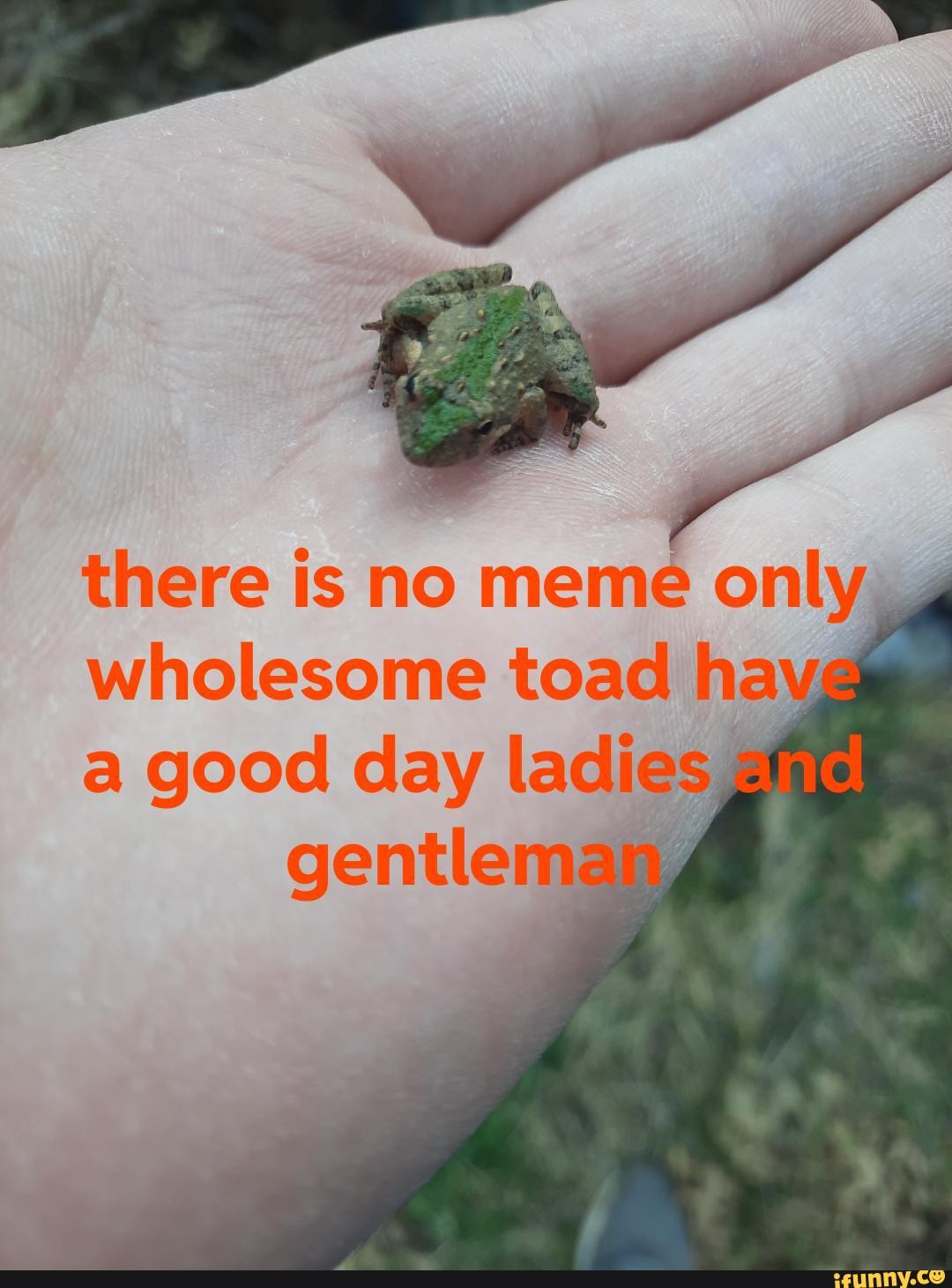 Toae memes. Best Collection of funny Toae pictures on iFunny