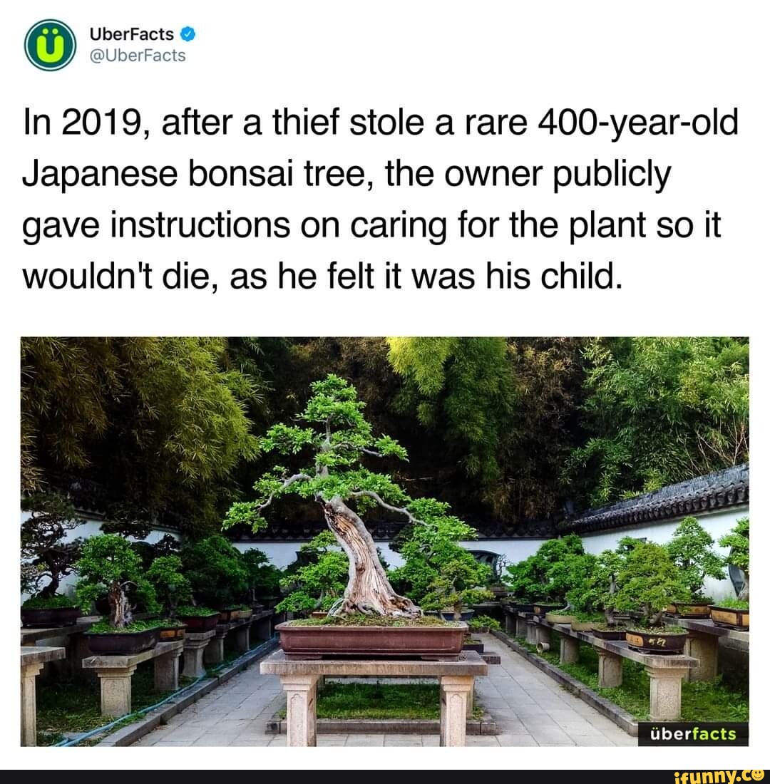 In 2019, after a thief stole a rare 400-year-old Japanese bonsai tree ...