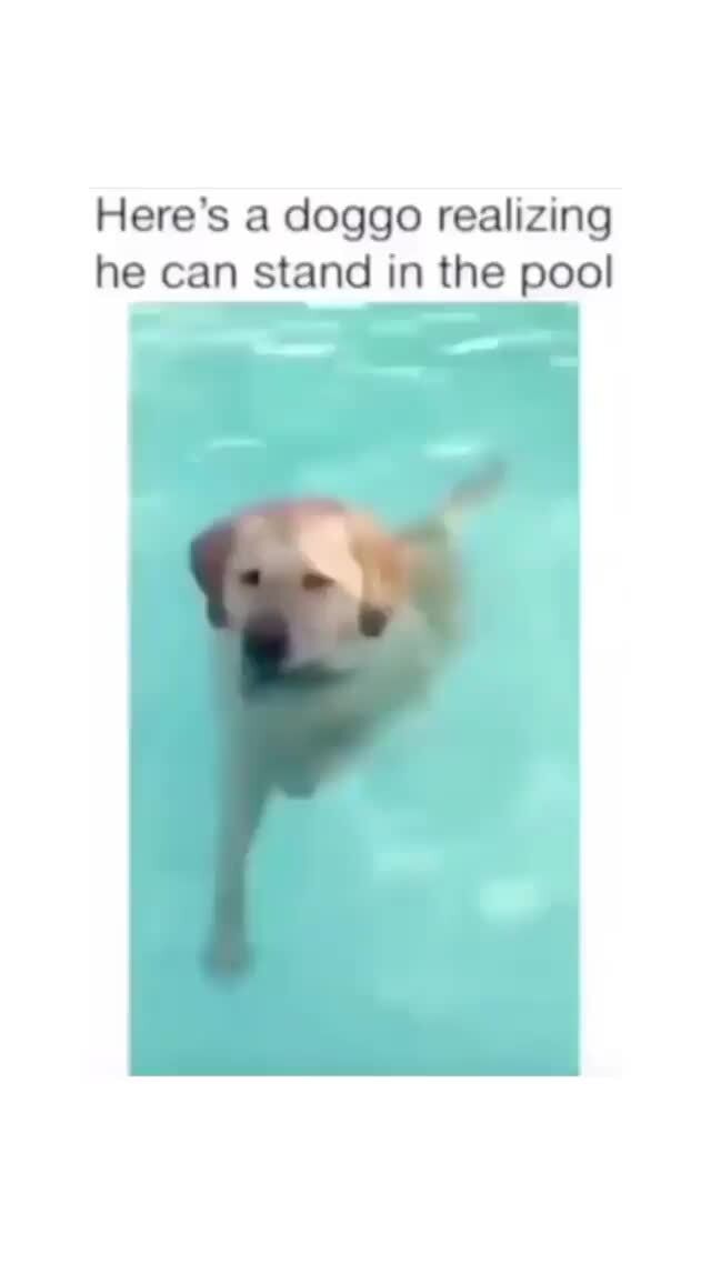 Here's a doggo realizing he can stand in the pool - America’s best pics ...