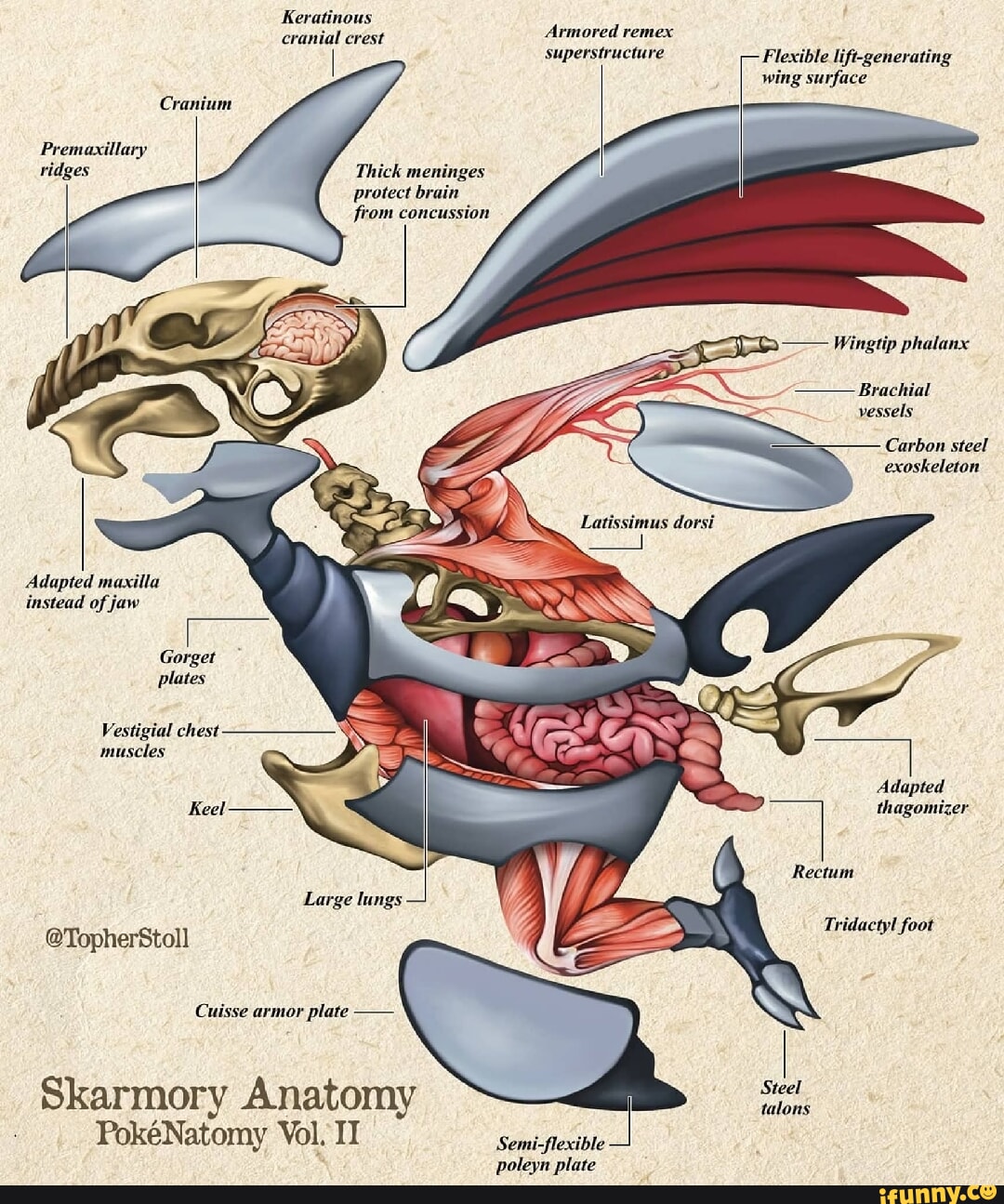 Keratinous cranial crest Armored remex superstructure Flexible lift ...