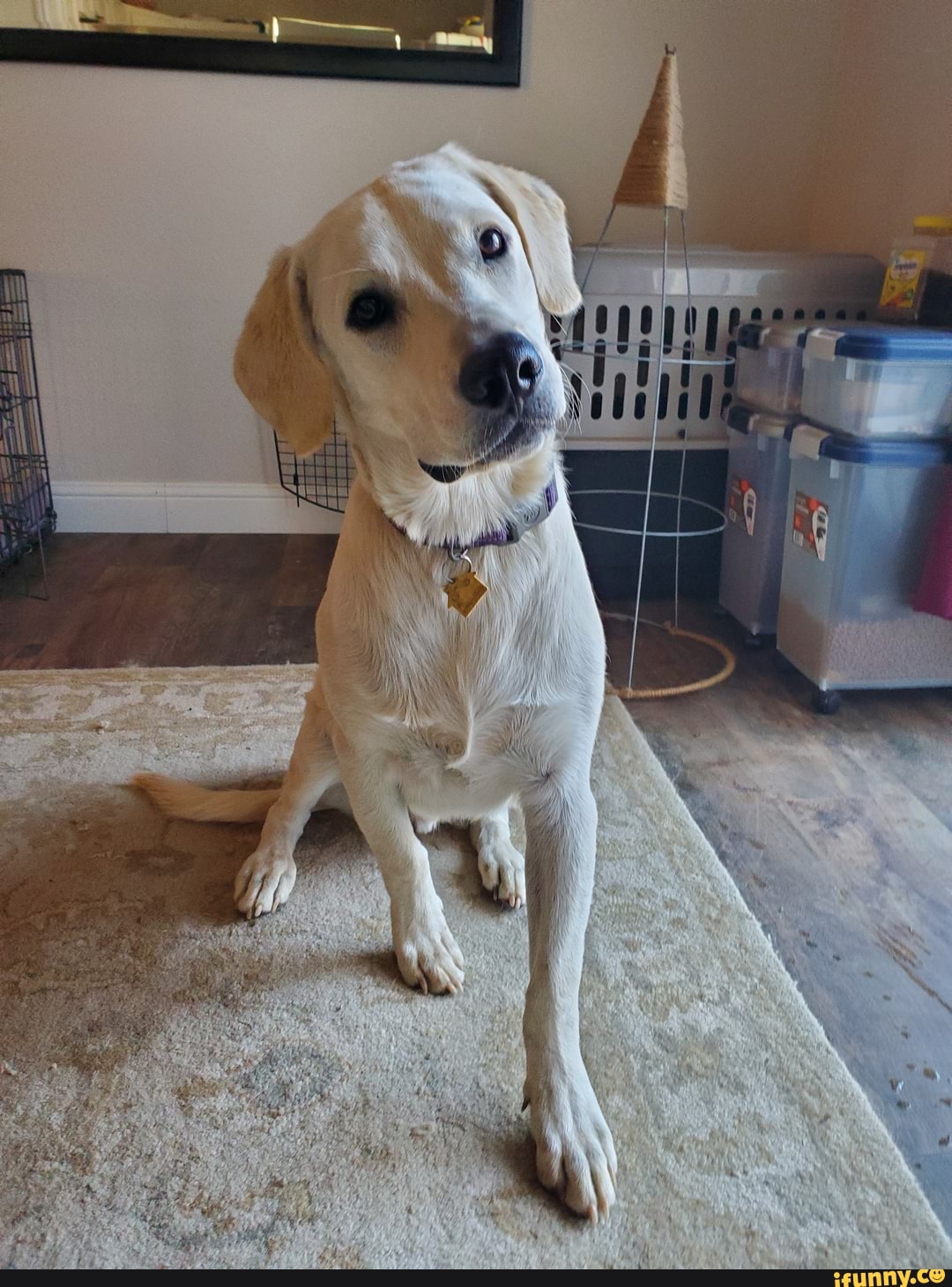 Shadowdog memes. Best Collection of funny Shadowdog pictures on iFunny