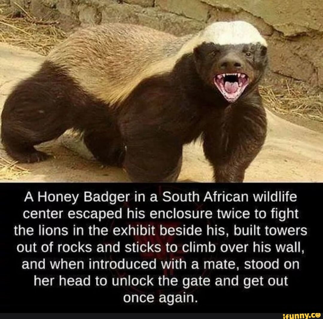 Enclosure memes. Best Collection of funny Enclosure pictures on iFunny