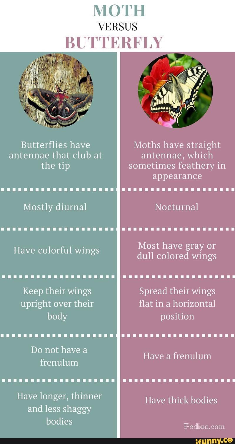 MOTH VERSUS BUTTERFLY Butterflies have antennae that club at the tip ...