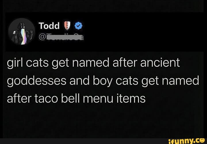Todd @ girl cats get named after ancient goddesses and boy cats get ...