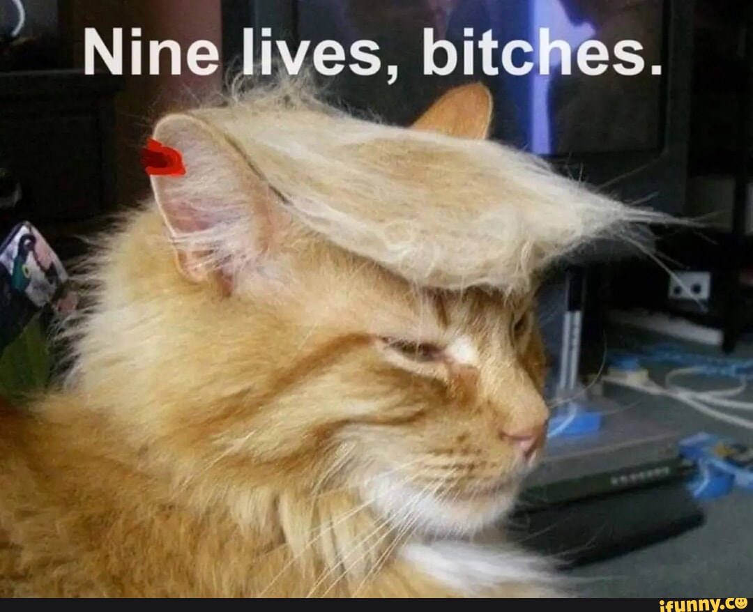 Nine lives, bitches. - iFunny