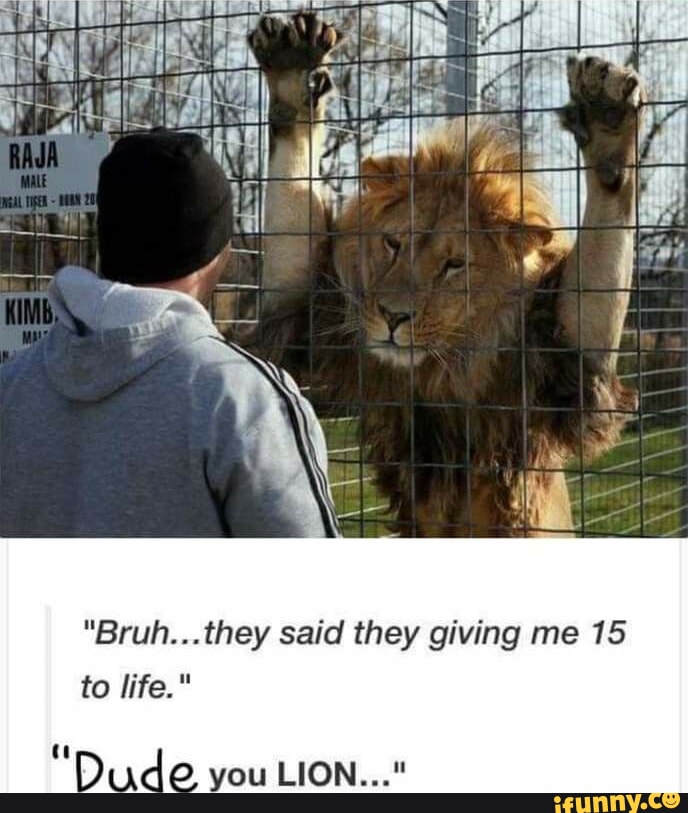 Cats are Hilarious to me. 😍🤣😍 - Cats are hilarious - iFunny