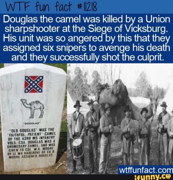Douglas the camel was killed by a Union sharpshooter at the Siege of ...