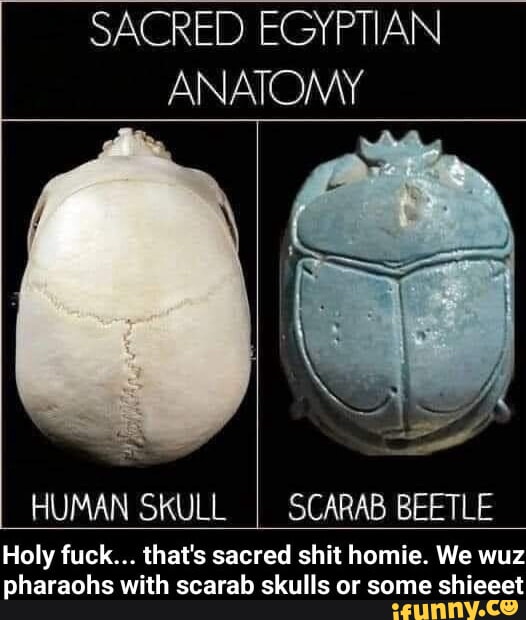 SACRED EGYPTIAN ANATOMY HUMAN SKULL SCARAB BEETLE Holy fuck... that's ...