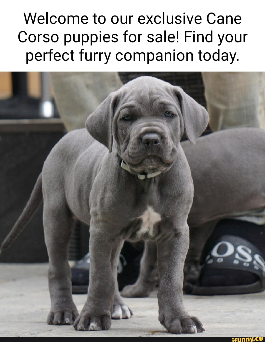 Funny Cane Corso Memes