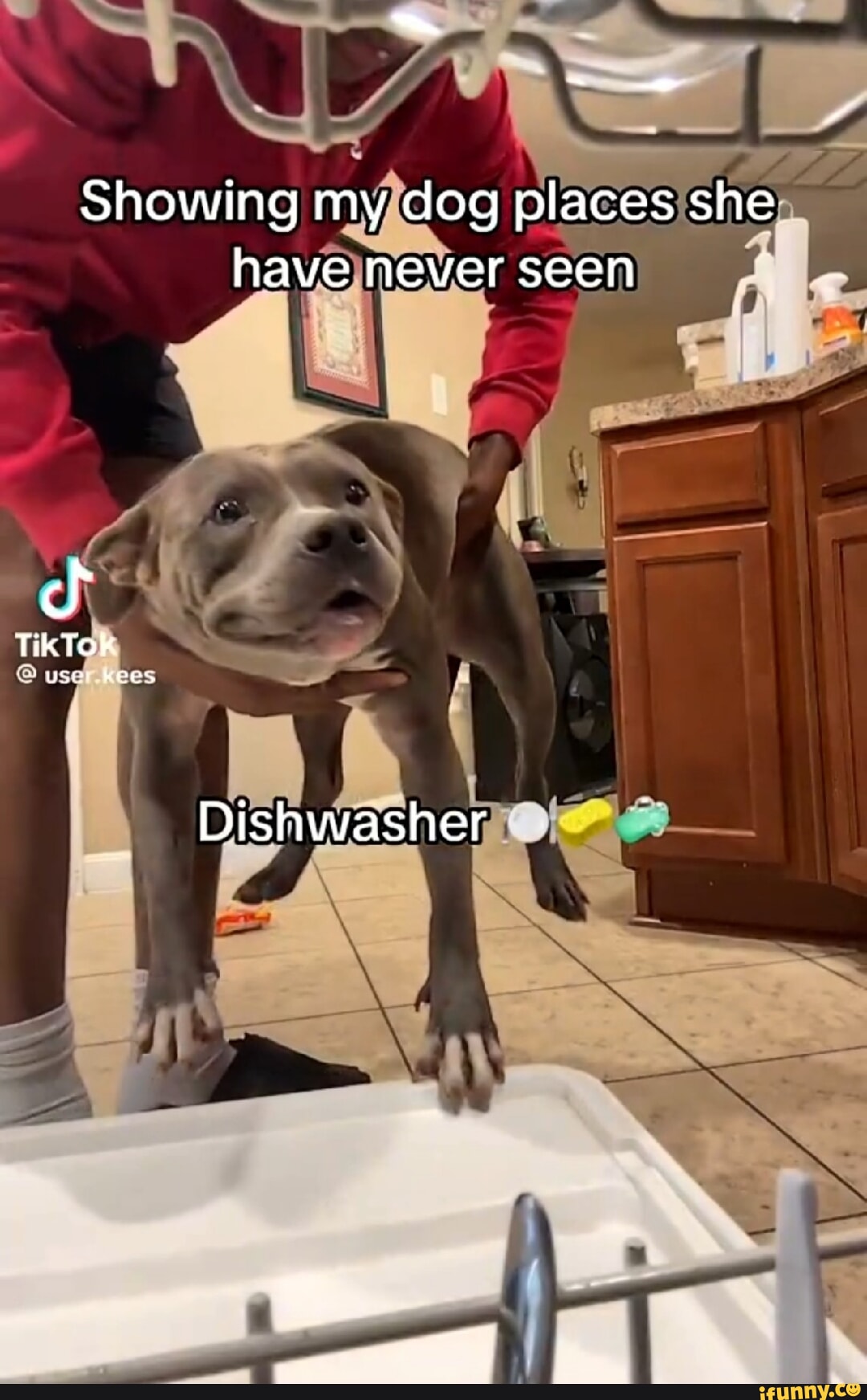 Wa showing my dog places she have never seen TikTok Dishwasher - iFunny