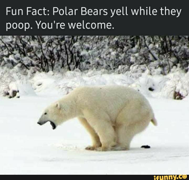Fun Fact: Polar Bears yell while they poop. You're welcome. - iFunny