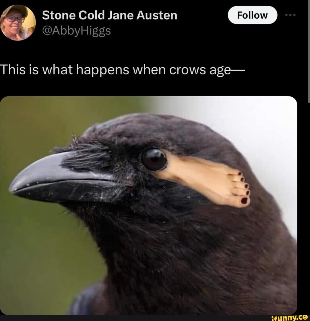 Crows memes. Best Collection of funny Crows pictures on iFunny