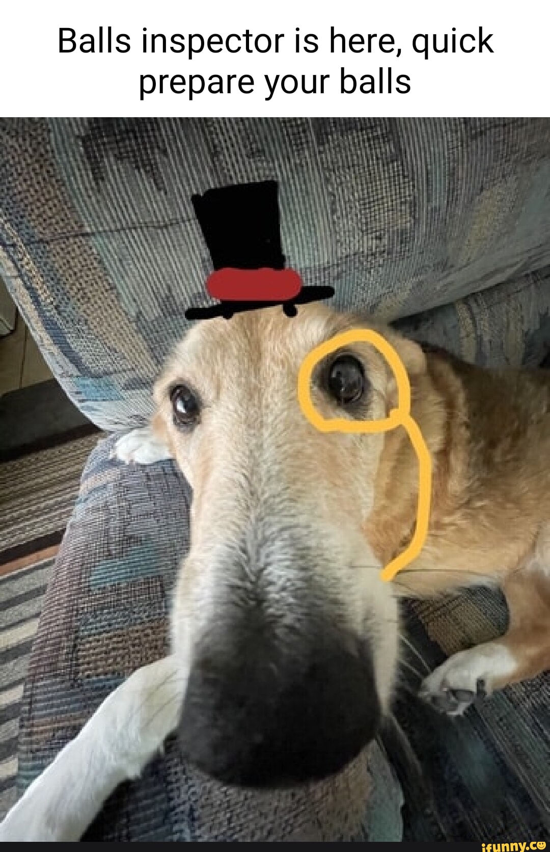 Balls inspector is here, quick prepare your balls I - iFunny