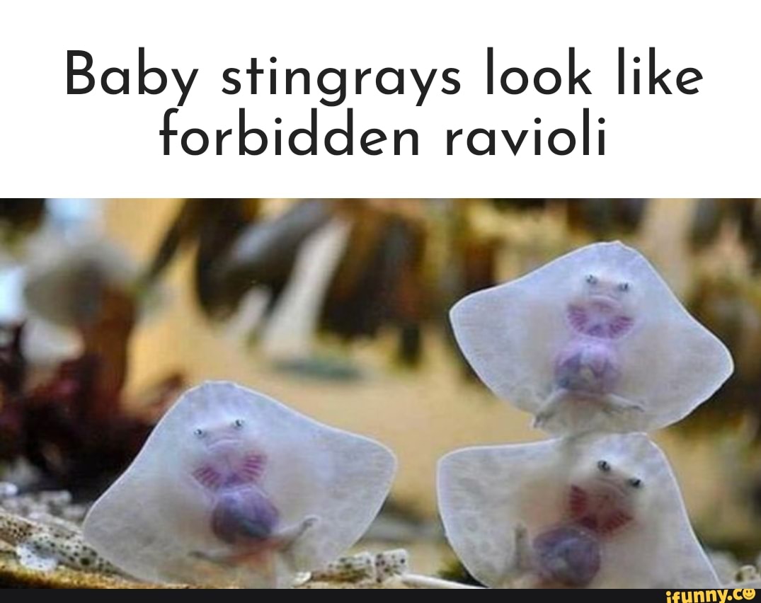 Baby stingrays look like forbidden ravioli - iFunny