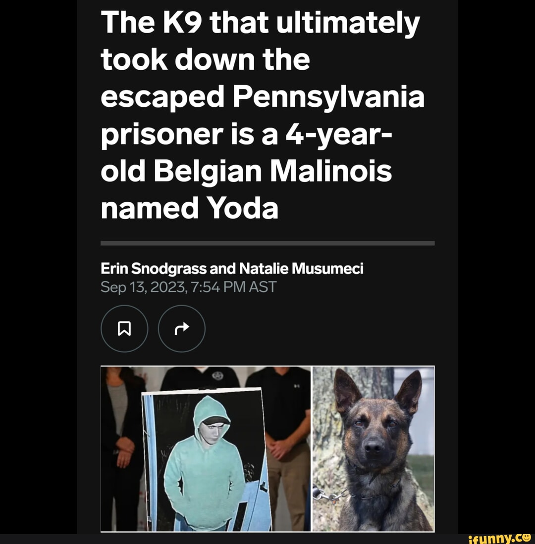 Malinois memes. Best Collection of funny Malinois pictures on iFunny