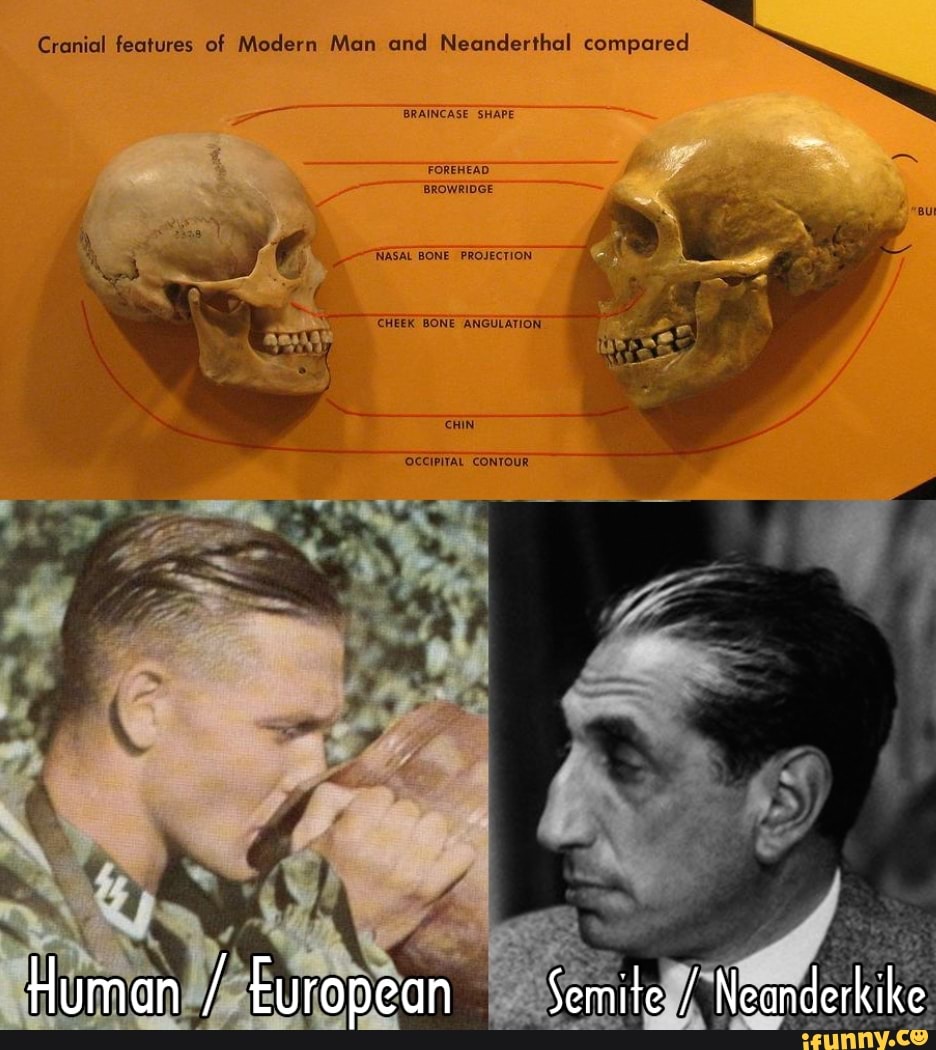 Cranial features of Modern Man and Neanderthal compared BRAINCASE SHAPE ...