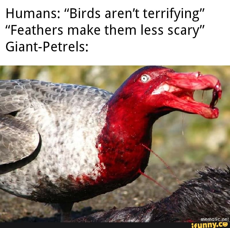 Humans: “Birds aren’t terrifying” “Feathers make them less scary” Giant ...