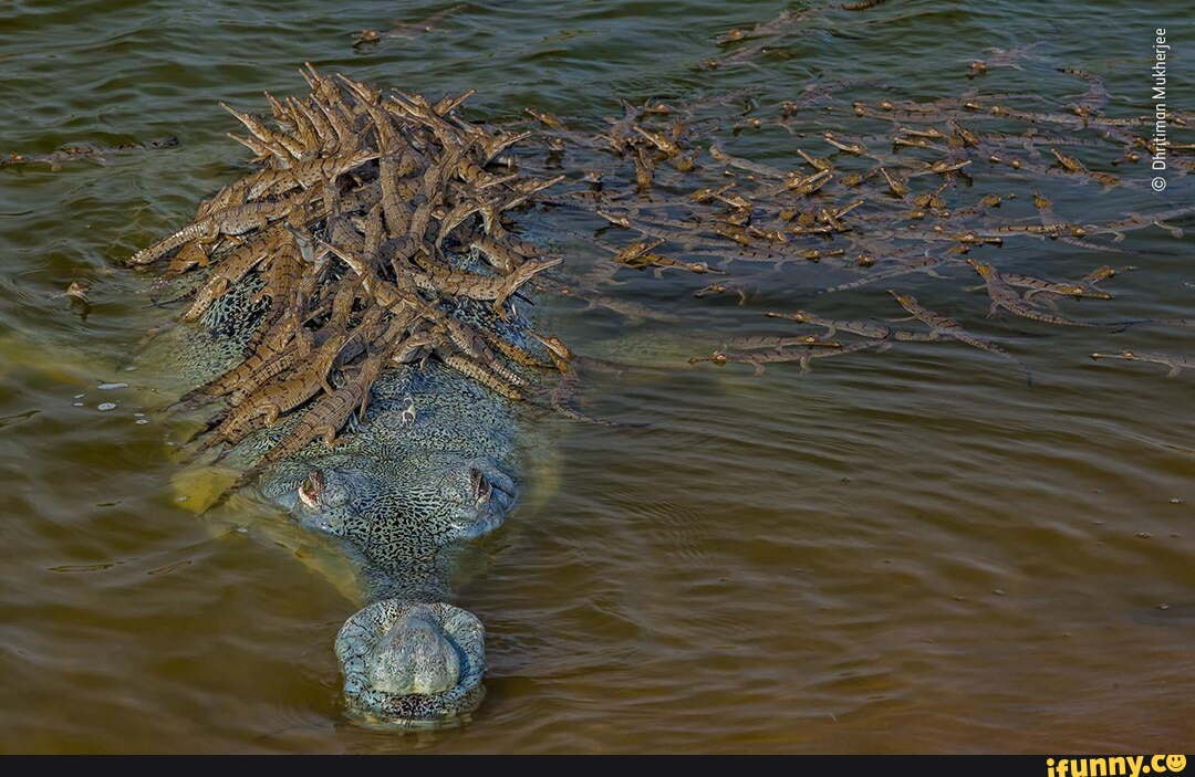 Clamber memes. Best Collection of funny Clamber pictures on iFunny